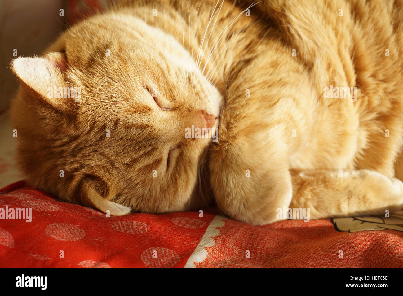 Sleepy face hi-res stock photography and images - Alamy