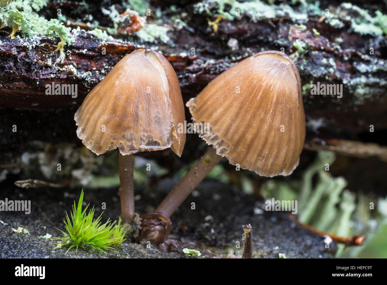Mycena mushroom hi-res stock photography and images - Alamy