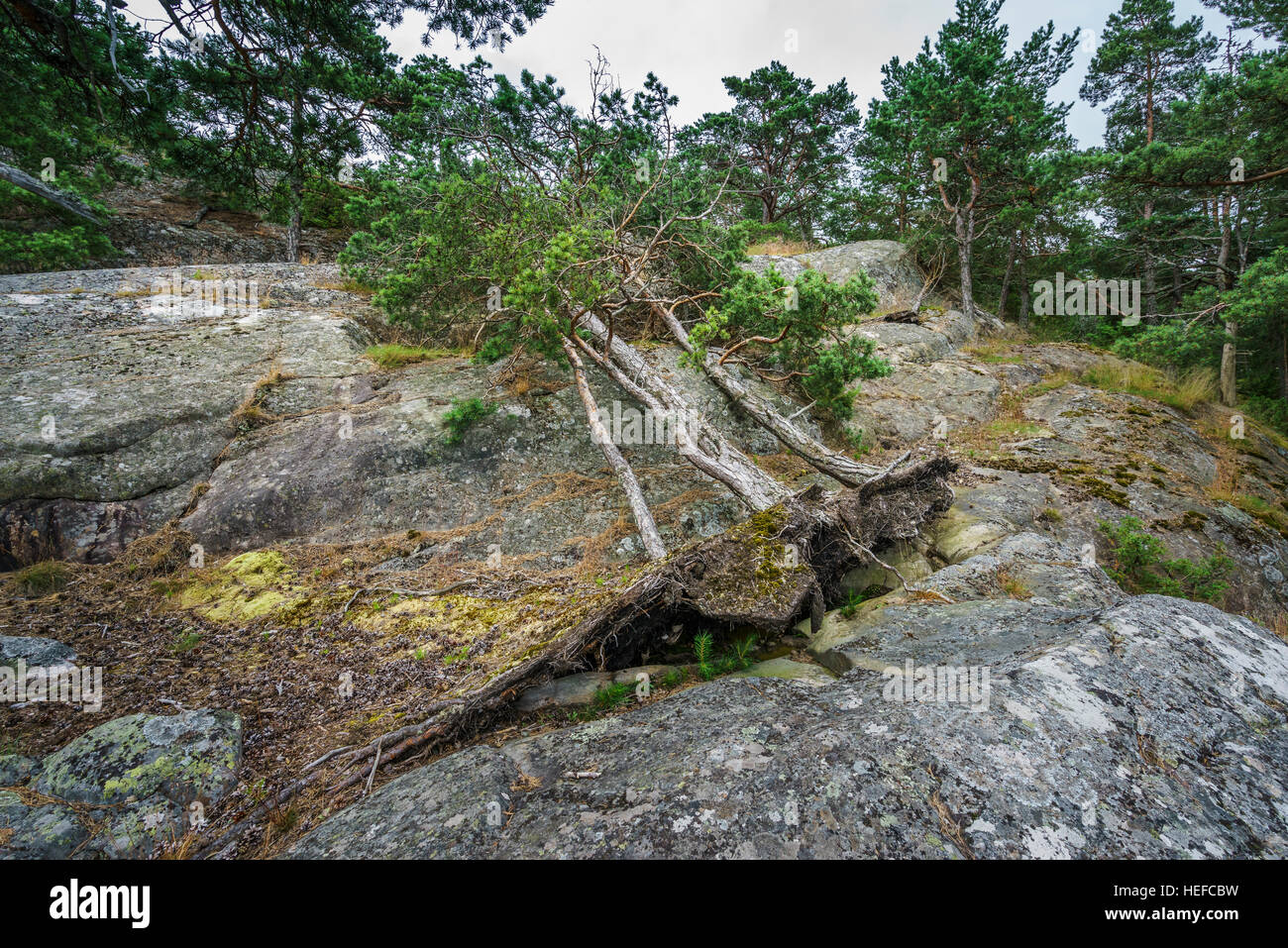 Trees uprooted Hogland, Finland Stock Photo - Alamy