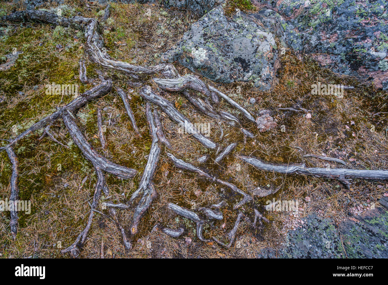 Tree with roots and branches hi-res stock photography and images - Alamy