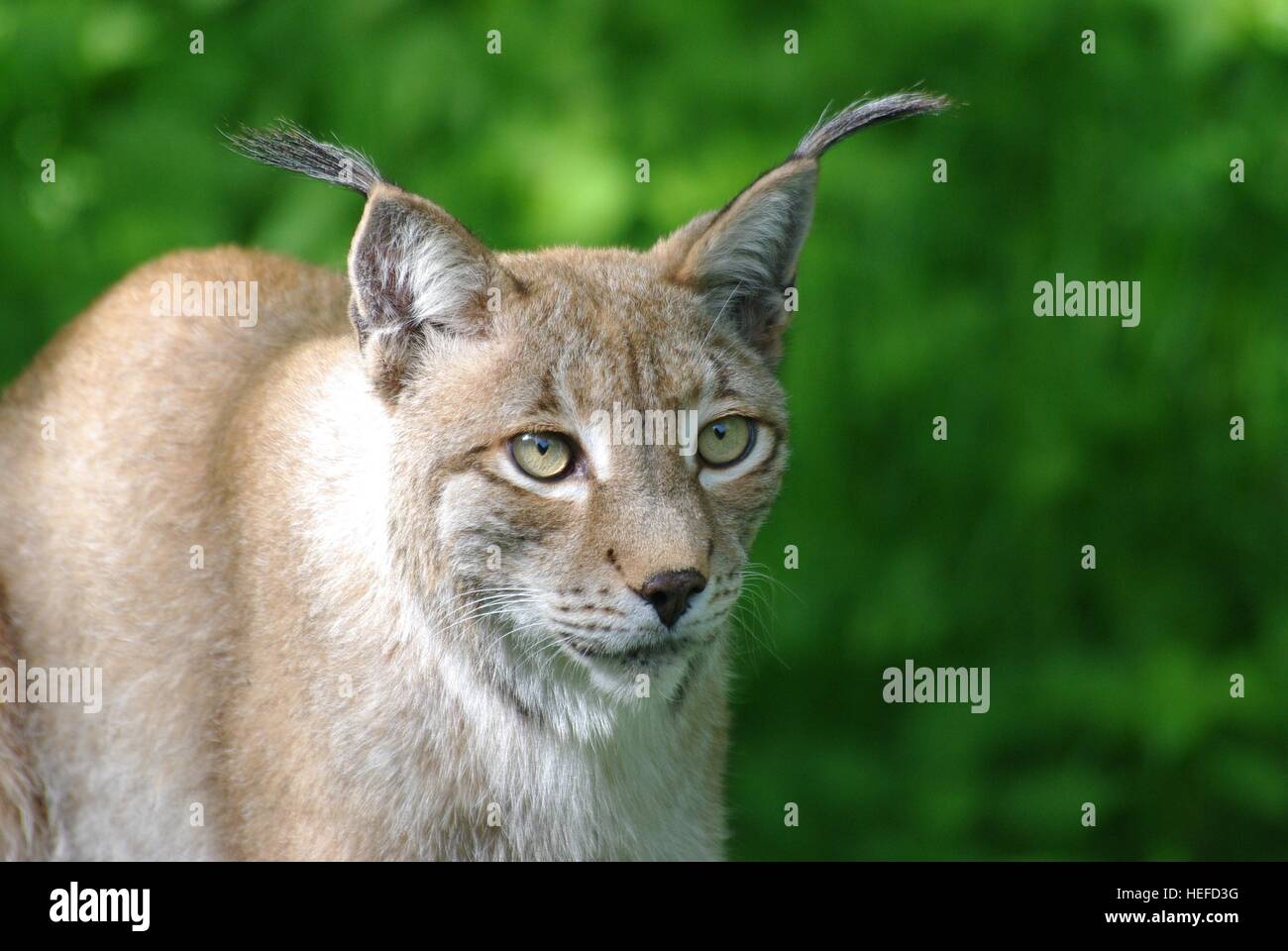 Eurasian lynx tree hi-res stock photography and images - Alamy