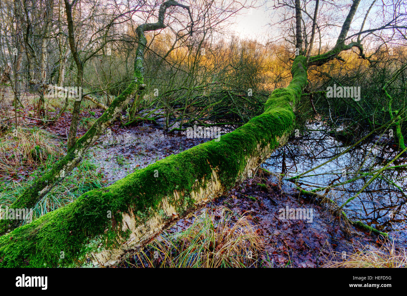 Moss clad Birch tree in a swamp Stock Photo - Alamy