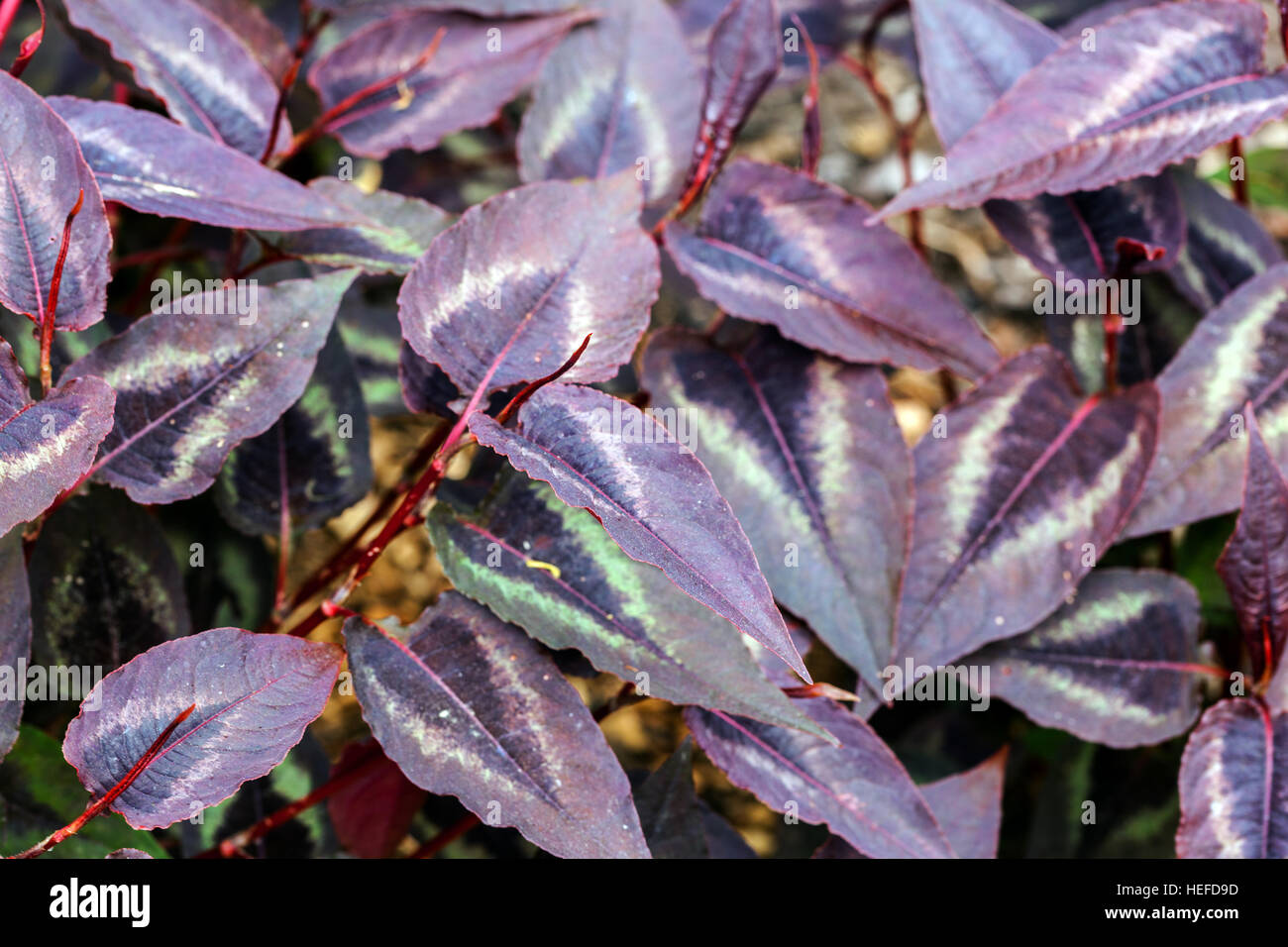 Persicaria microcephala Red Dragon leaves Stock Photo - Alamy