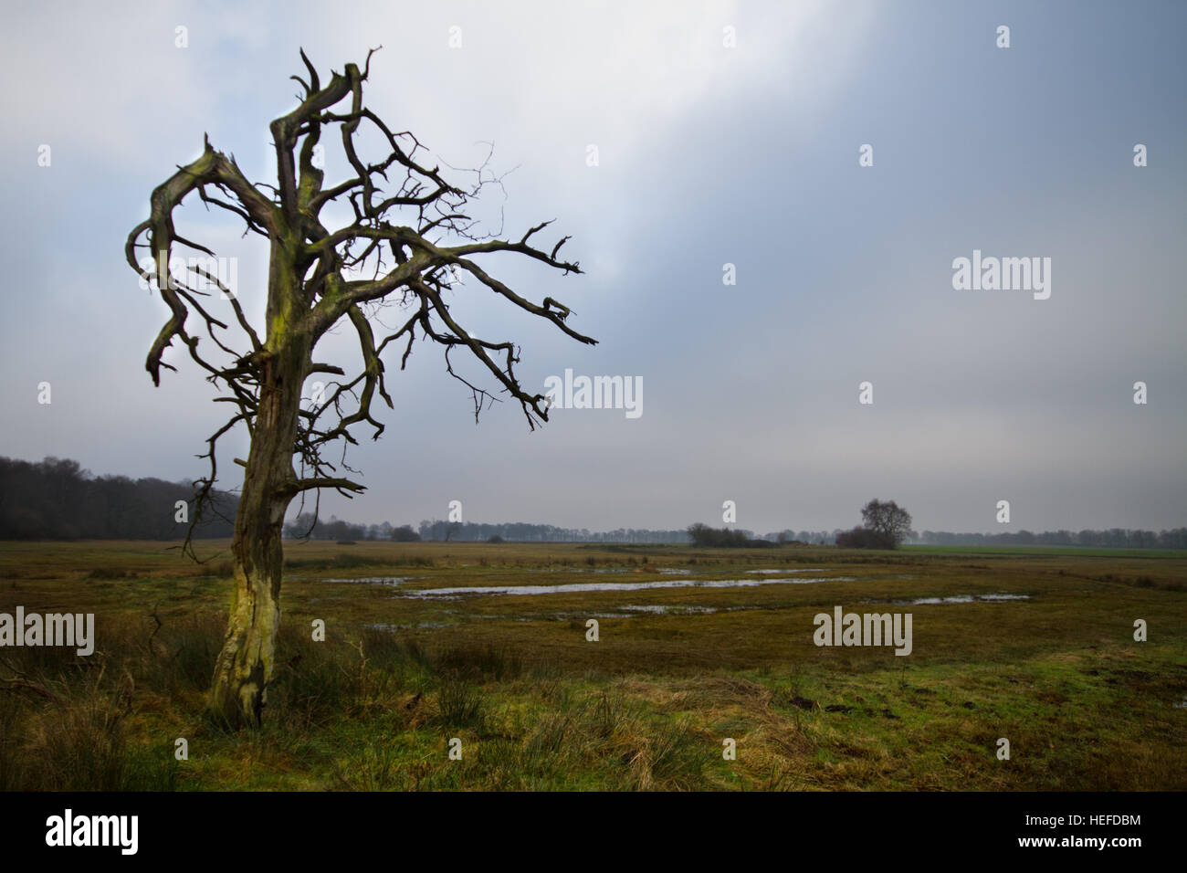 Grey dead landscape hi-res stock photography and images - Alamy