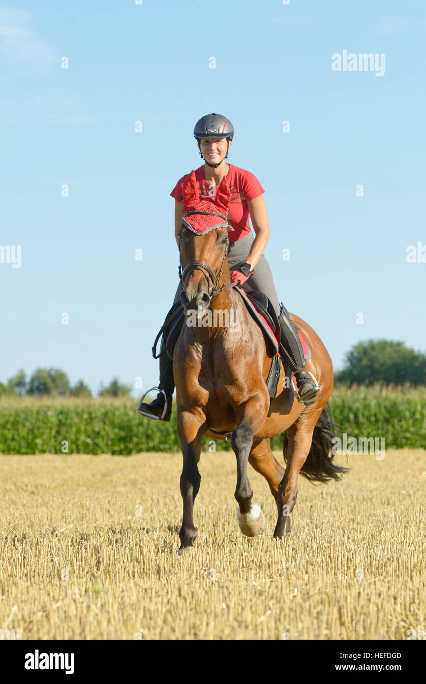 Rider cantering in a stuble field Stock Photo - Alamy