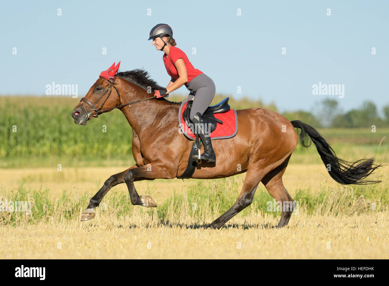 Rider galloping in a stuble field Stock Photo - Alamy