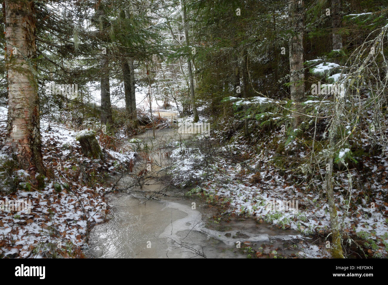 Little frozen stream in a forest with birch and fir, picture from the ...