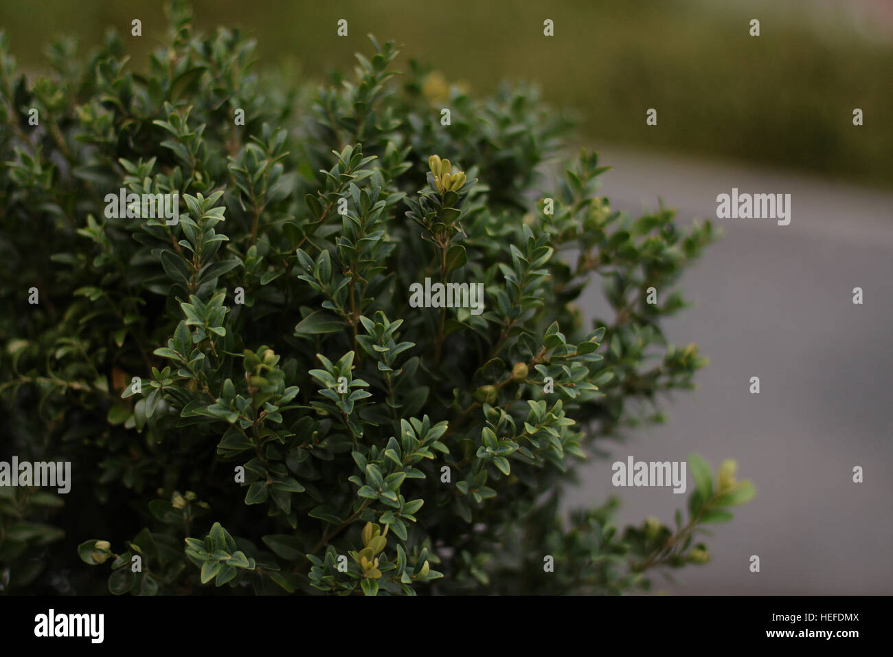 A green bush Stock Photo - Alamy