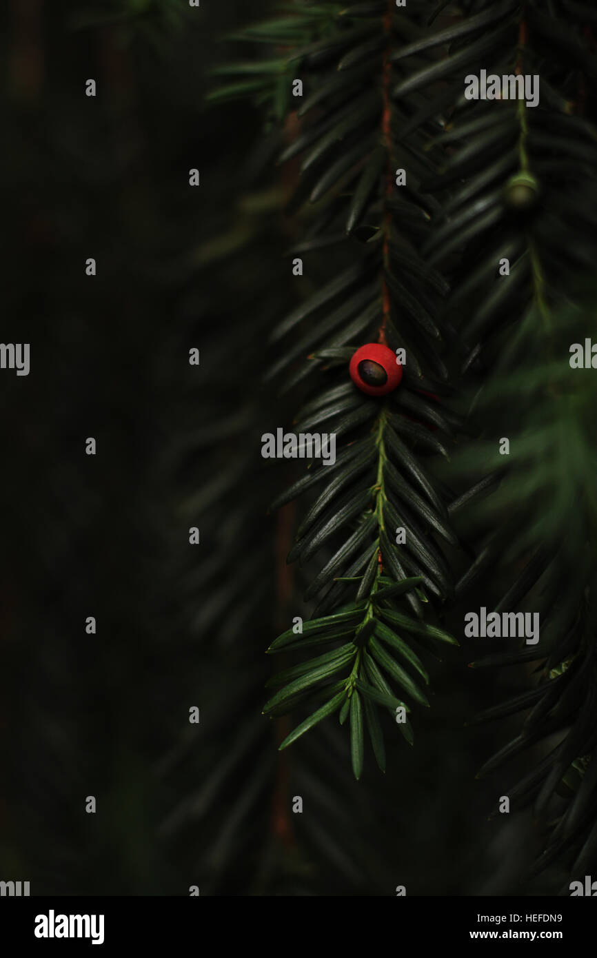 Needle sapling hi-res stock photography and images - Alamy