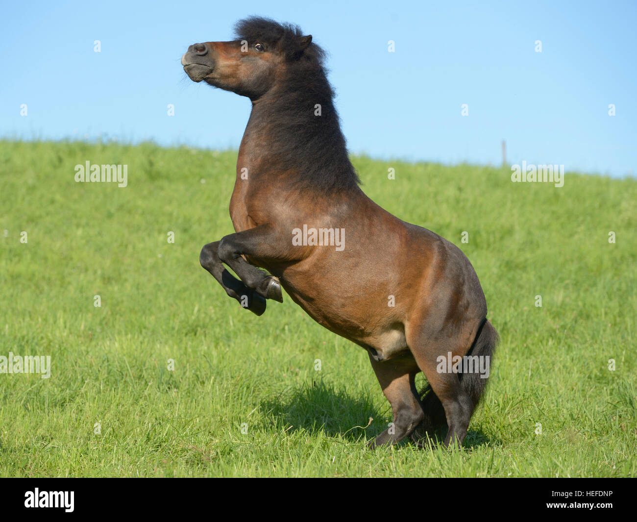 Rearing Shetland pony in the field Stock Photo - Alamy