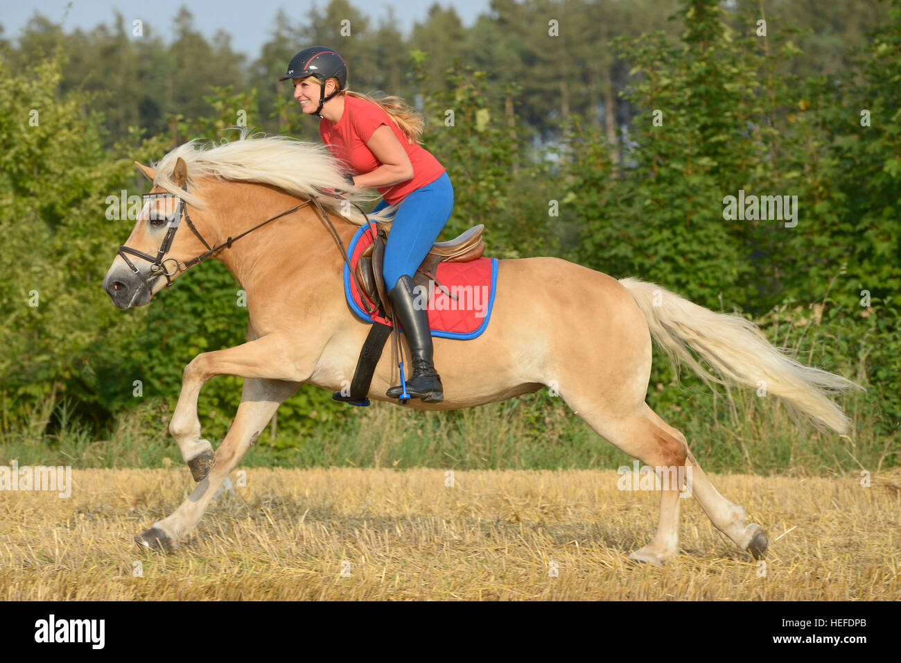 Young rider on back of a Haflinger horse galloping in a stubble field ...