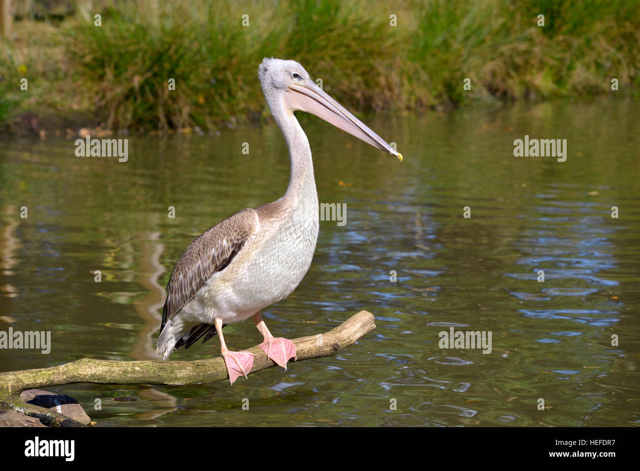 Perched pelican hi-res stock photography and images - Alamy