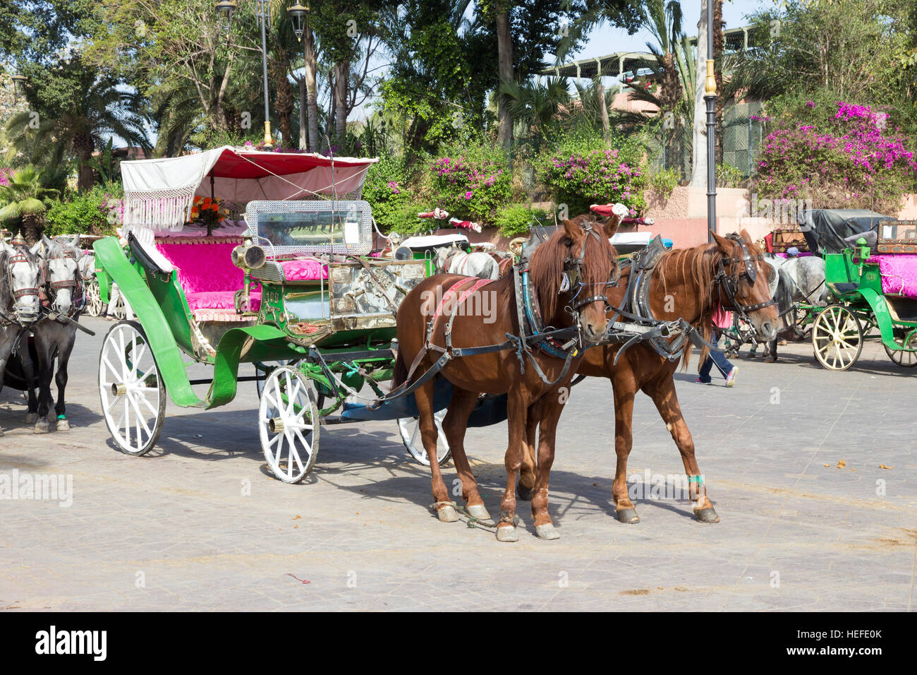 Horse-drawn carriages waiting around Koutoubia mosque for tourists ...