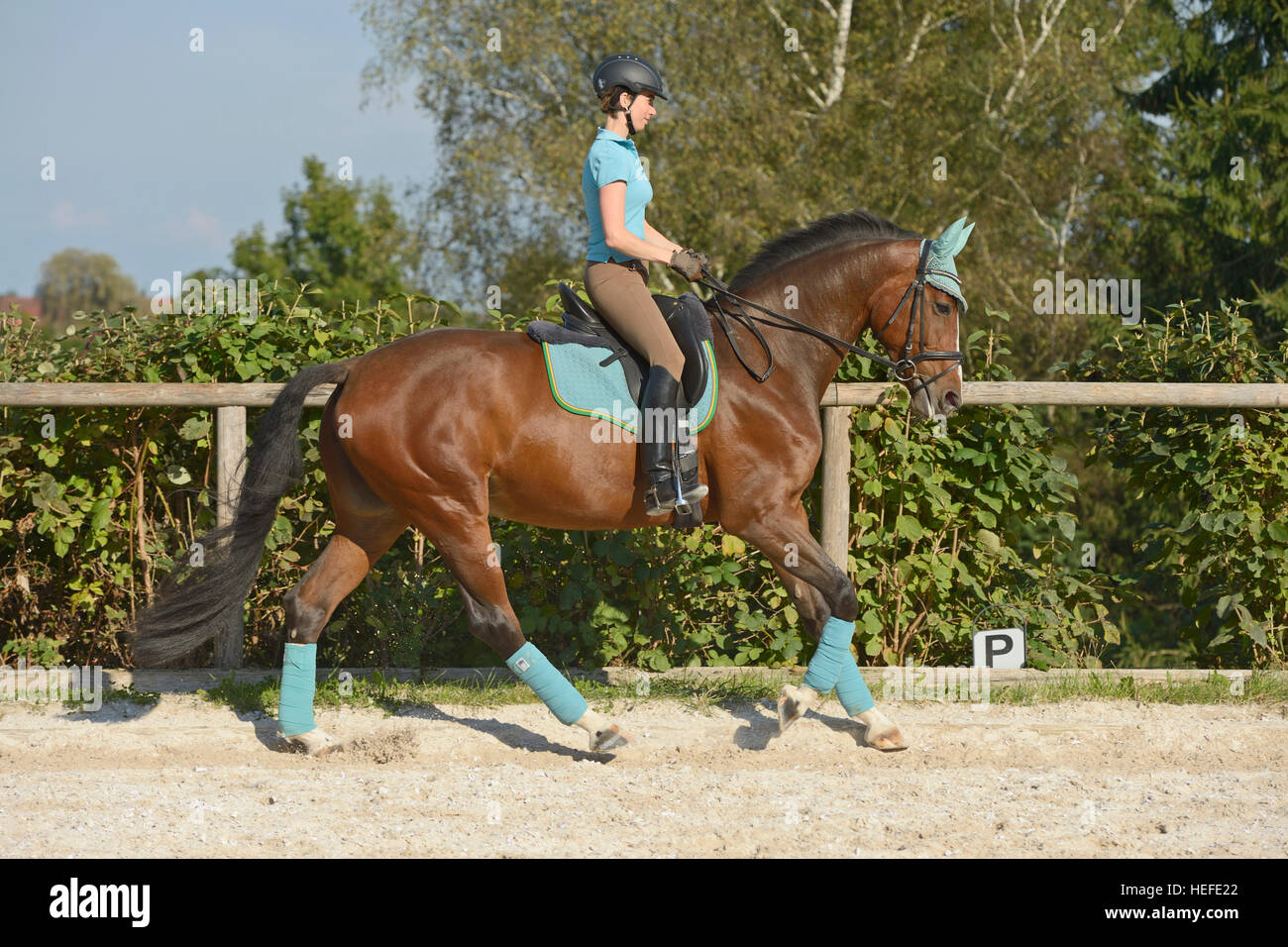 Horse Looking Back At Rider