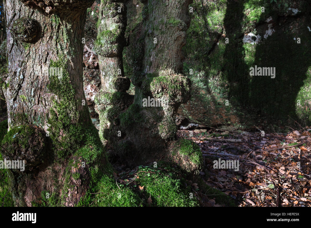 Strange forest hi-res stock photography and images - Alamy