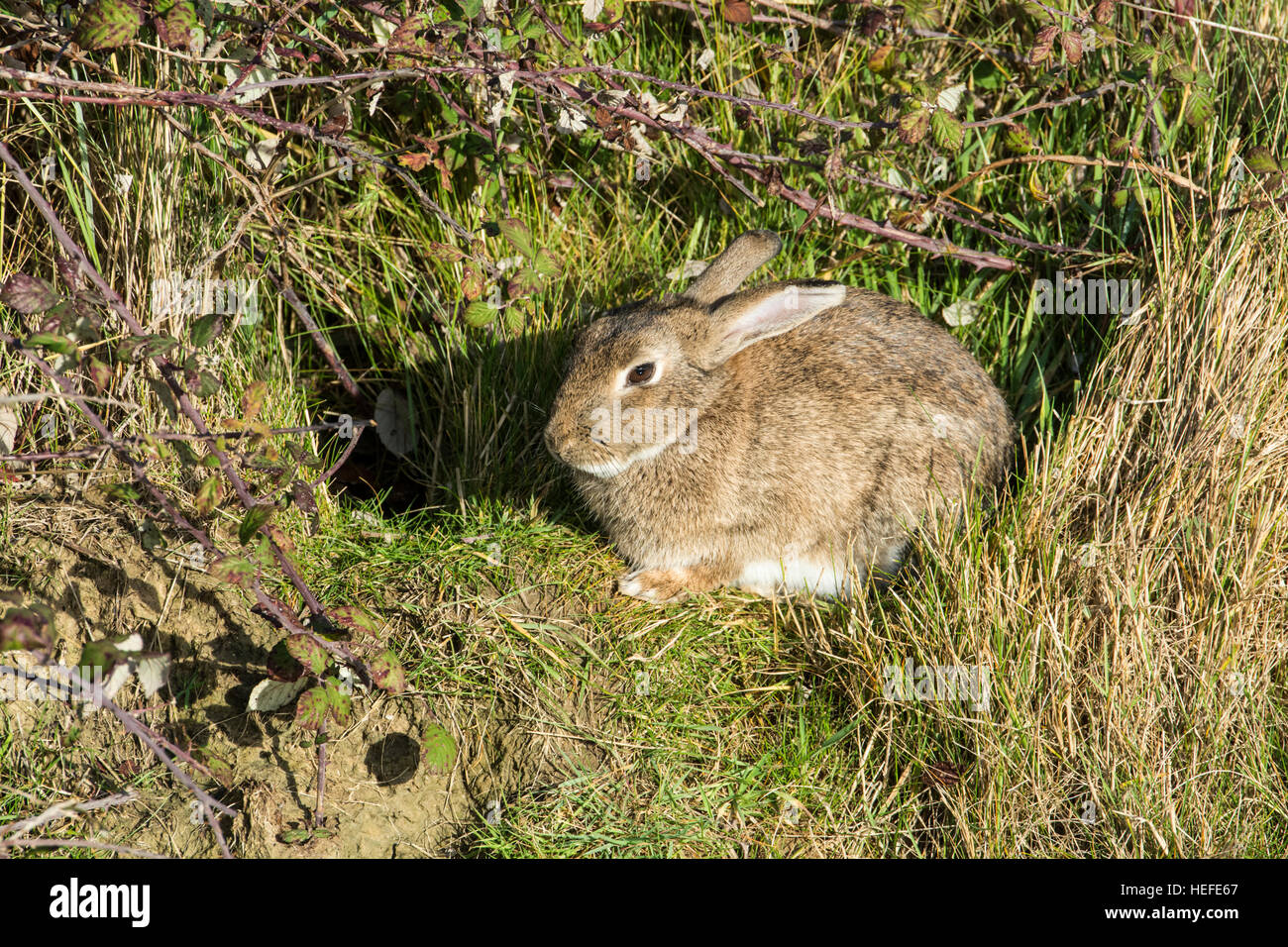 Rabbit burrow hi-res stock photography and images - Alamy