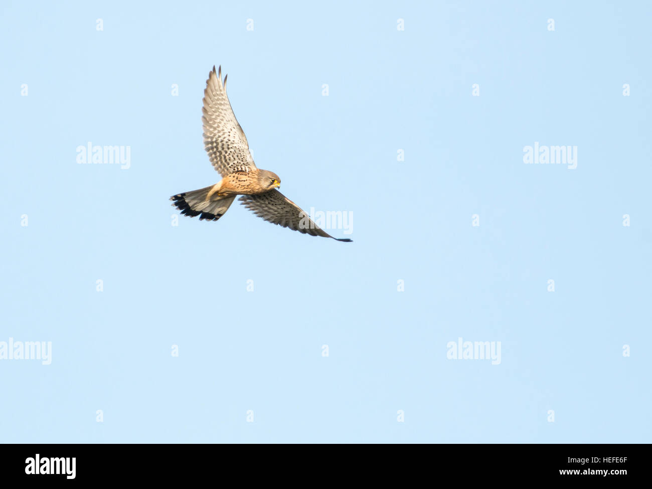 Kestrel (Falco tinnunculus). Male flying against a clear blue sky Stock ...