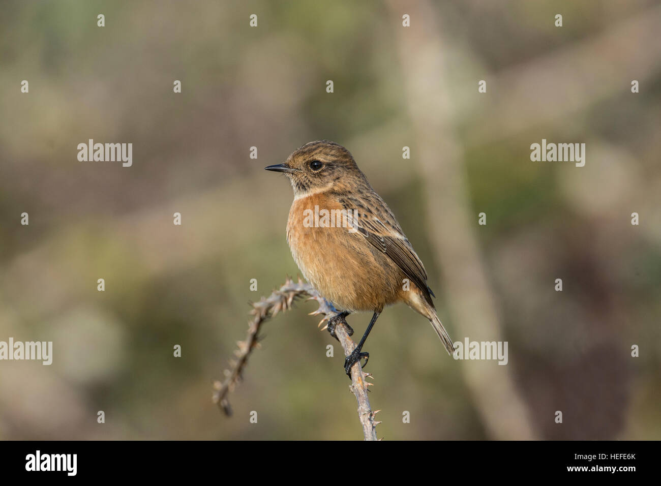 Female stonechat hi-res stock photography and images - Alamy
