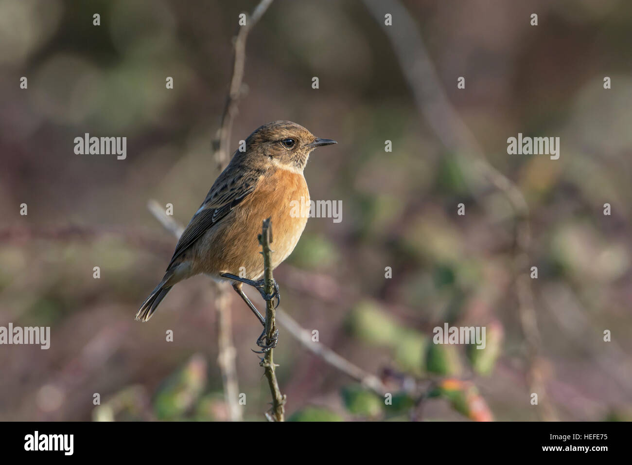 Female stonechat hi-res stock photography and images - Alamy