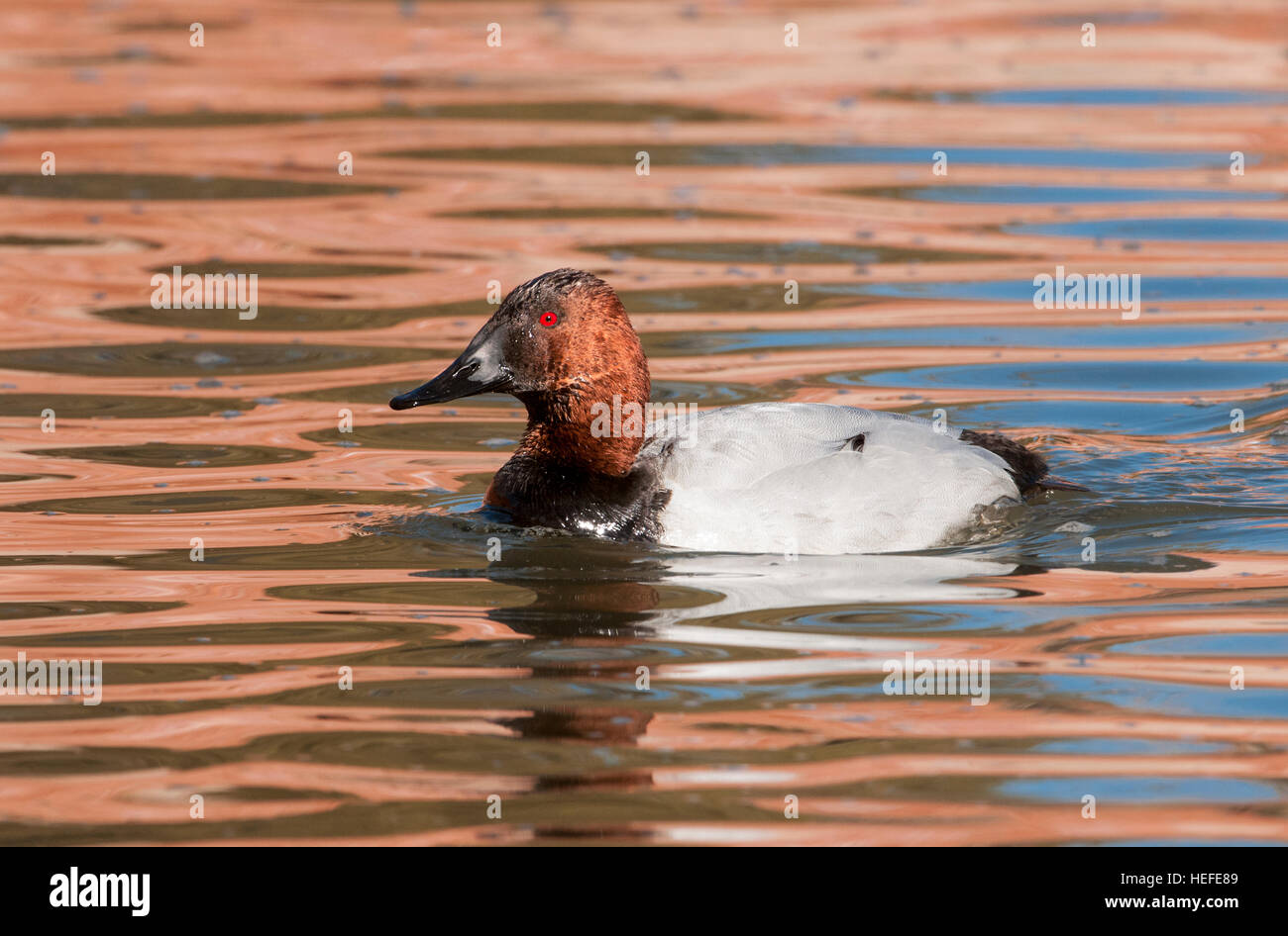 Drake canvasback duck hi-res stock photography and images - Alamy