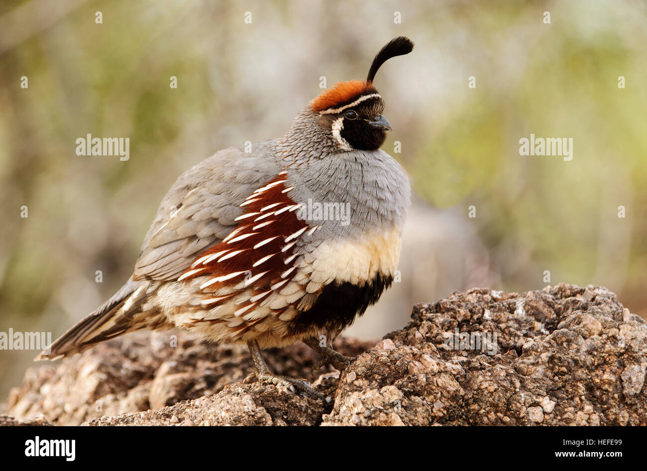 Gambels quail hi-res stock photography and images - Alamy
