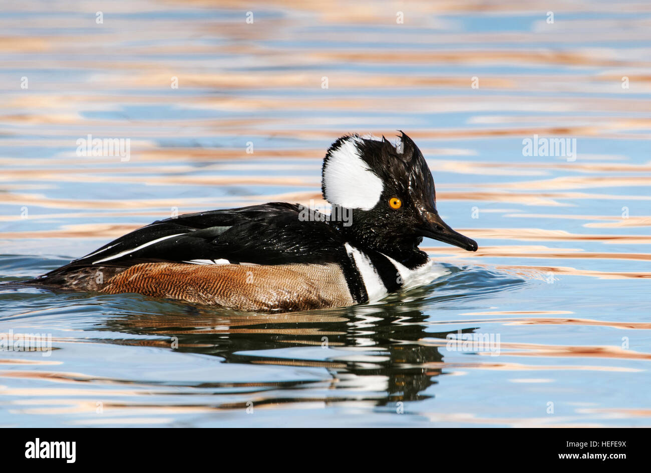Winter in southeast alaska hi-res stock photography and images - Alamy
