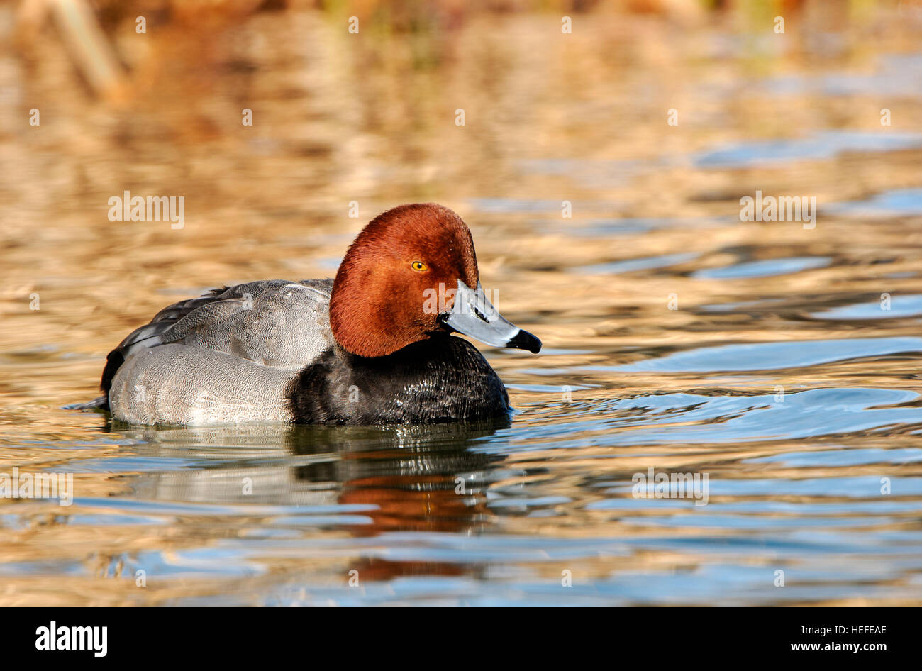 Redhead duck hi-res stock photography and images - Alamy