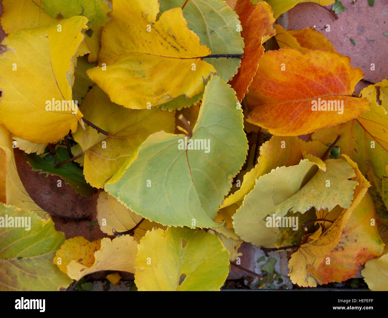 autumn color leaves Stock Photo - Alamy