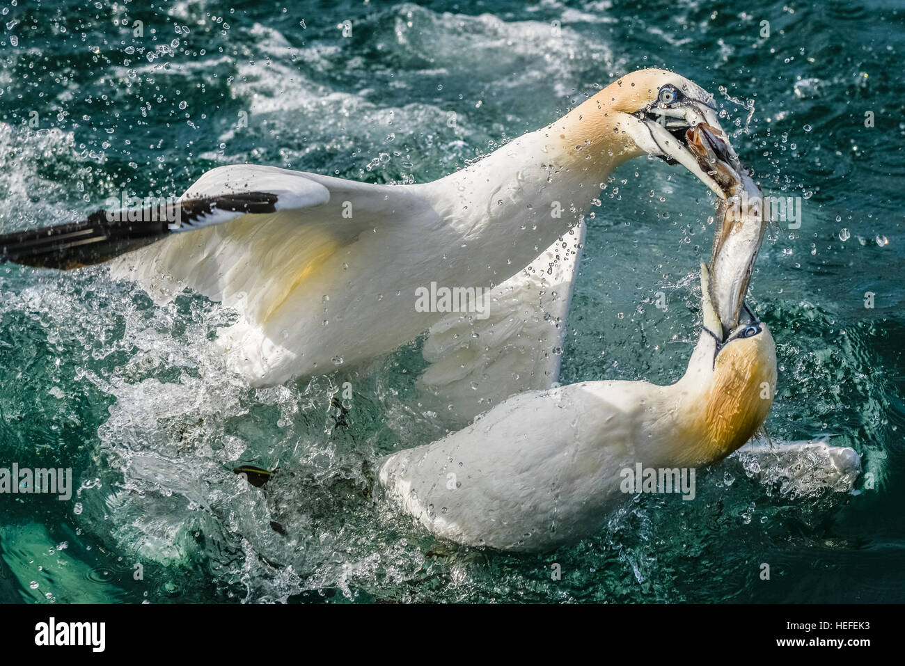 Two birds fighting uk hi-res stock photography and images - Alamy
