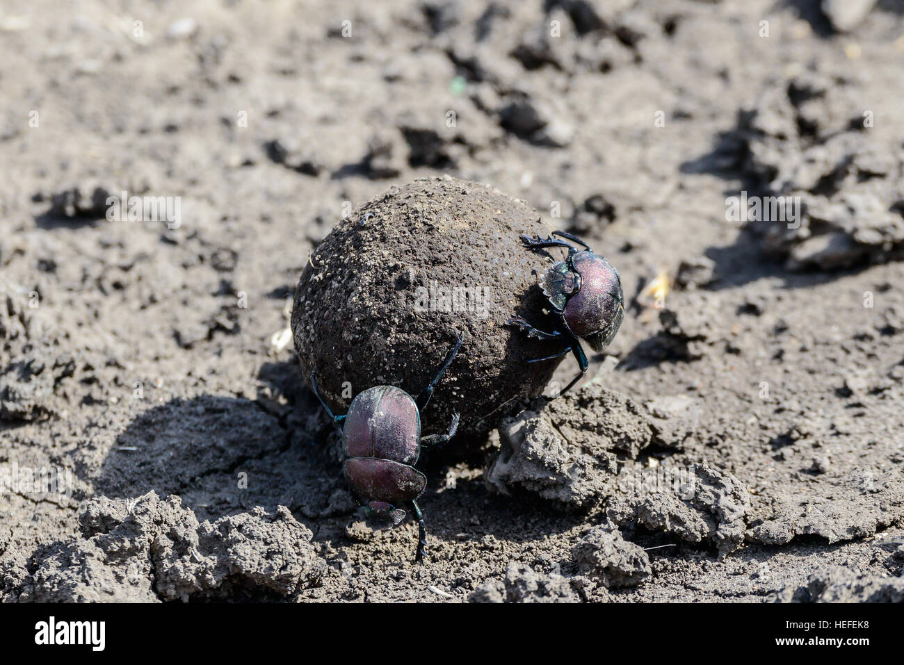 Two dung beetles roll a ball of dung on a muddy track in Sub-Saharan ...