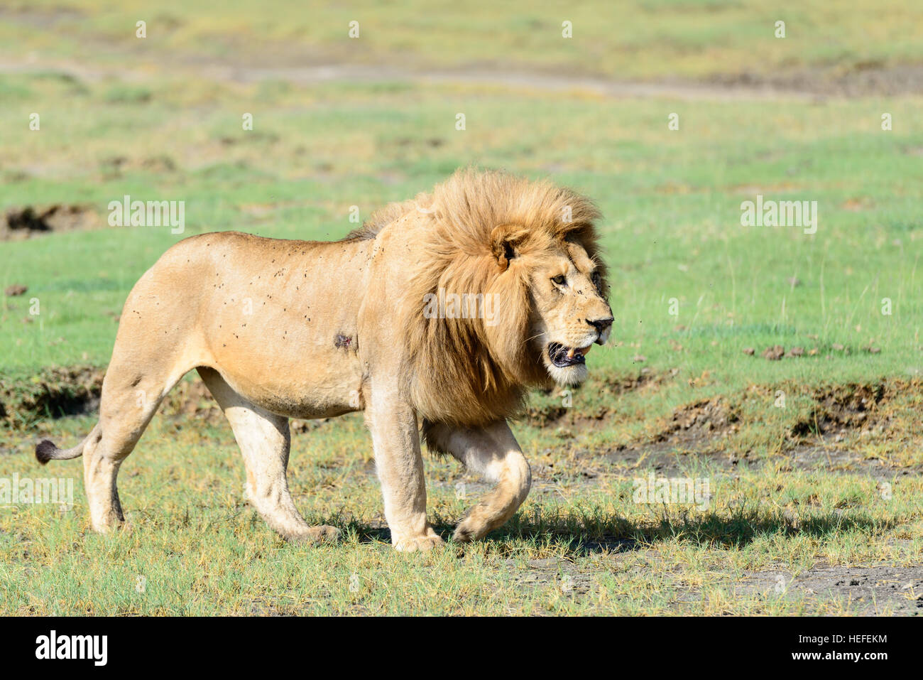 A wild male adult lion (Panthera leo) prowls on savannah savanna ...
