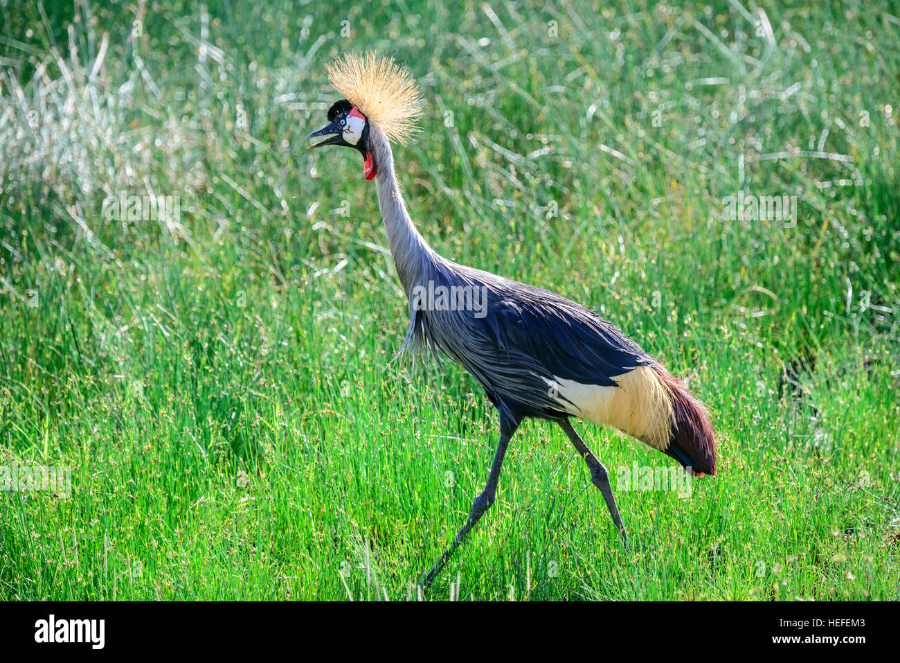 A grey-crowned gray-crowned crane walking on savanna savannah grass ...