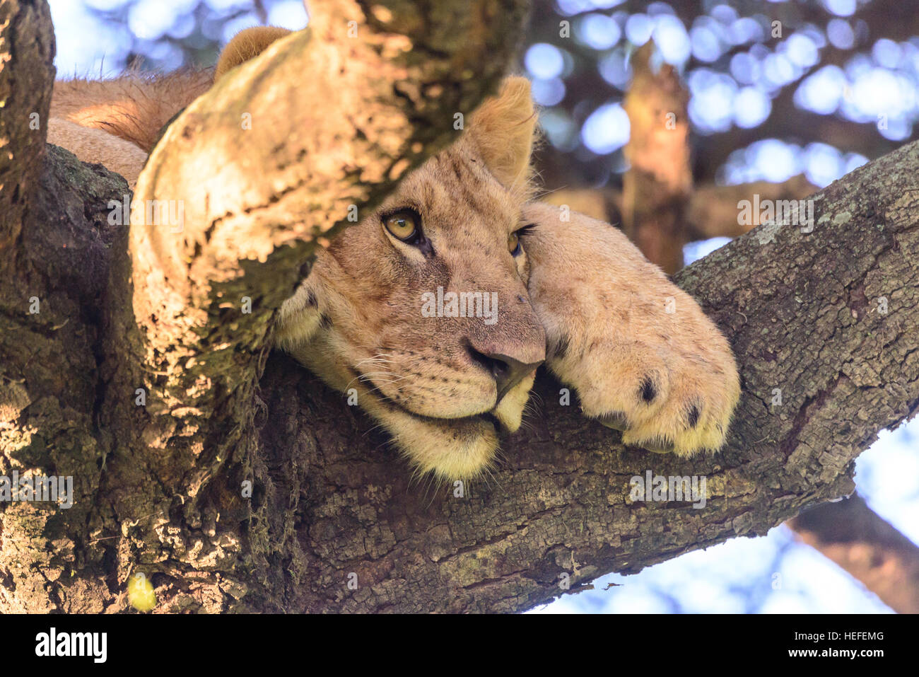 Sub adult lion hi-res stock photography and images - Alamy