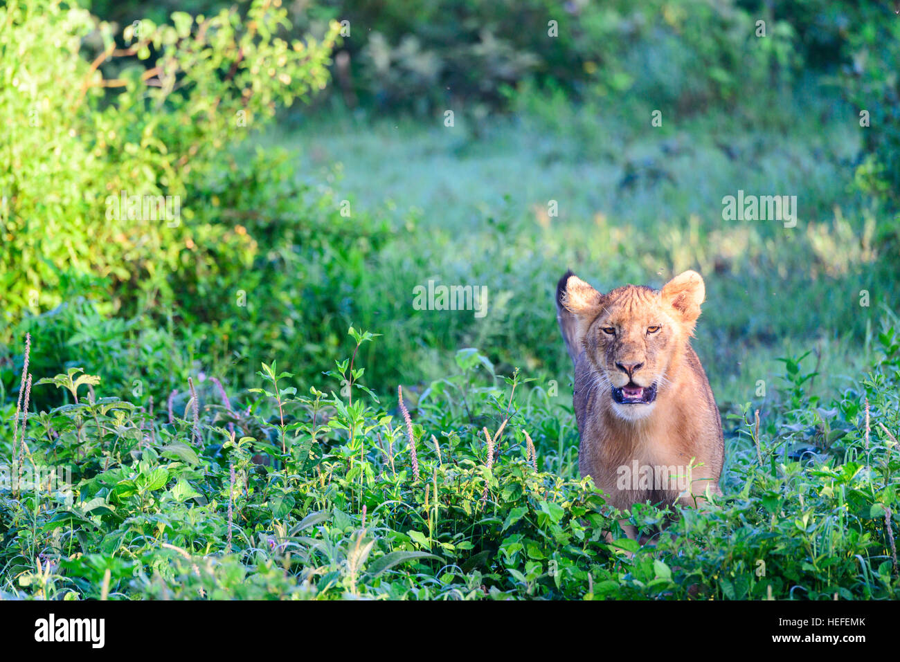 African savanna lion hi-res stock photography and images - Alamy
