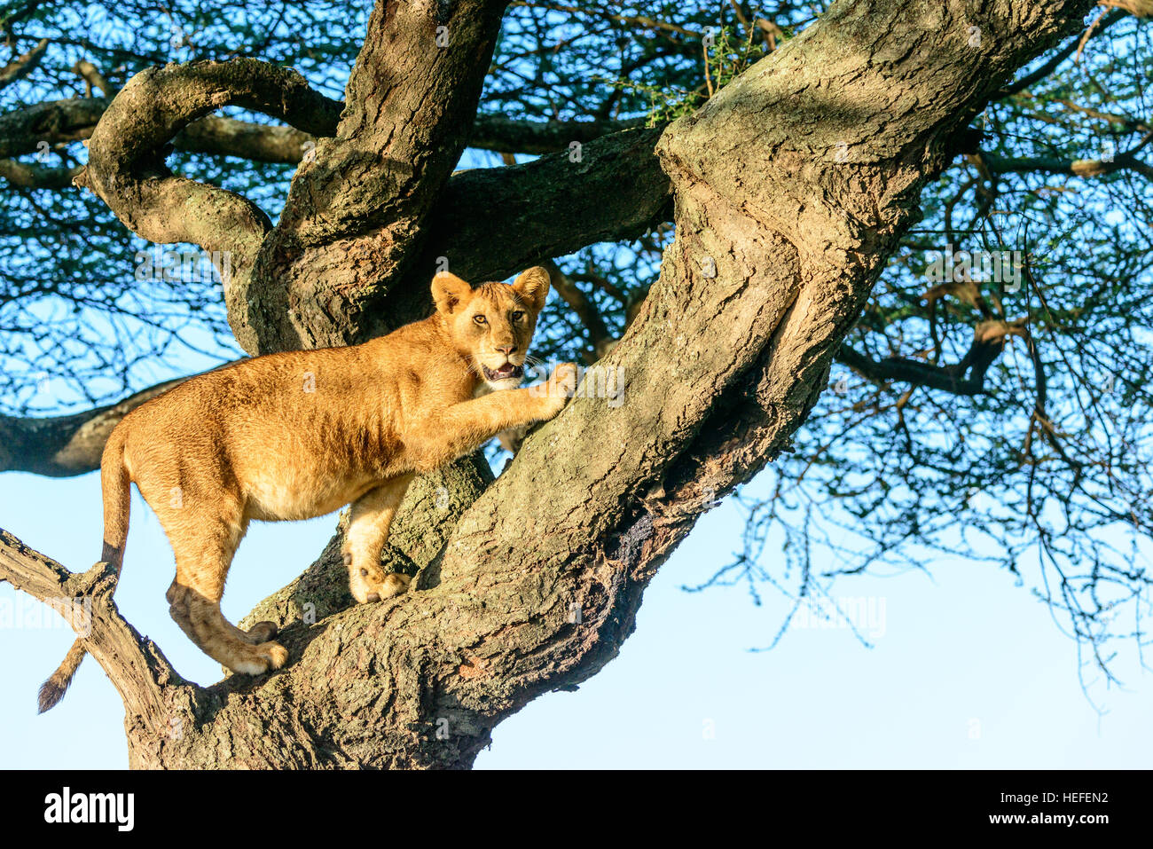 The warm dawn light shines on this tree-climbing lion (Panthera leo) in ...