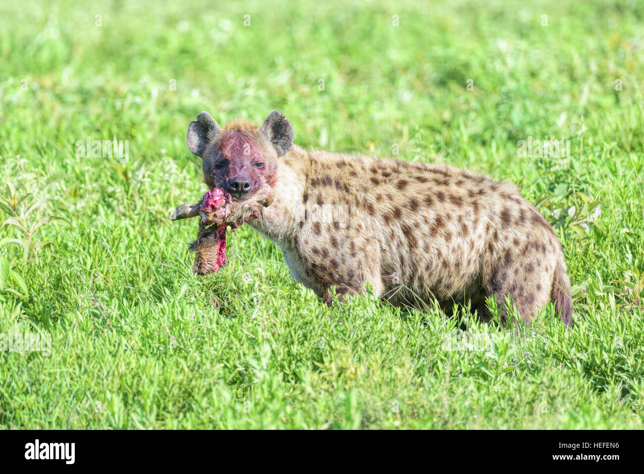 The blood-stained face of a wild spotted hyena (Crocuta crocuta) with ... The blood-stained face of a wild spotted hyena (Crocuta crocuta) with ...