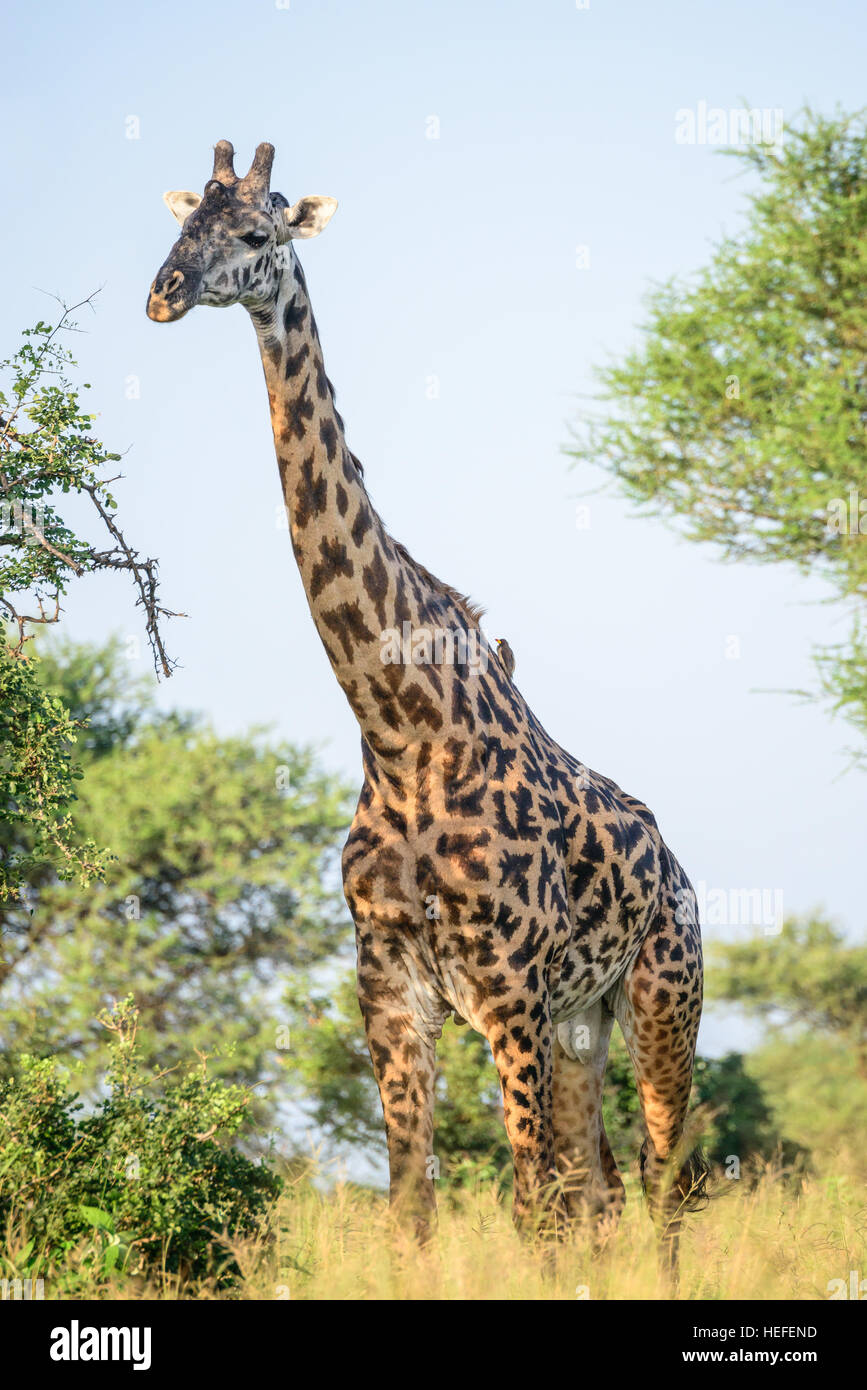 An adult male Masai giraffe (Giraffa tippelskirchi) with bald ossicones ...