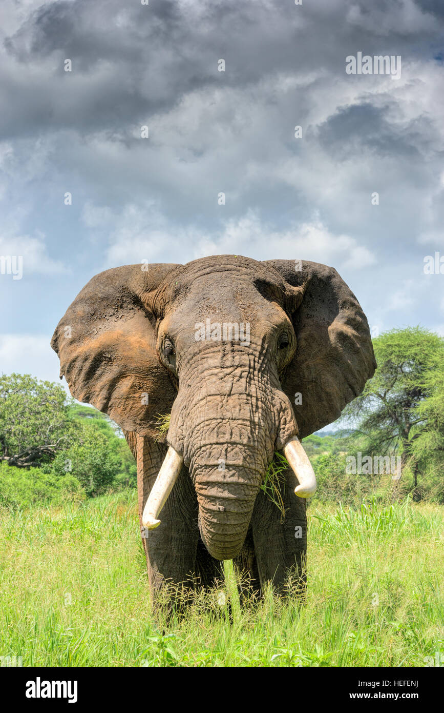 Adult african elephant bull hi-res stock photography and images - Alamy
