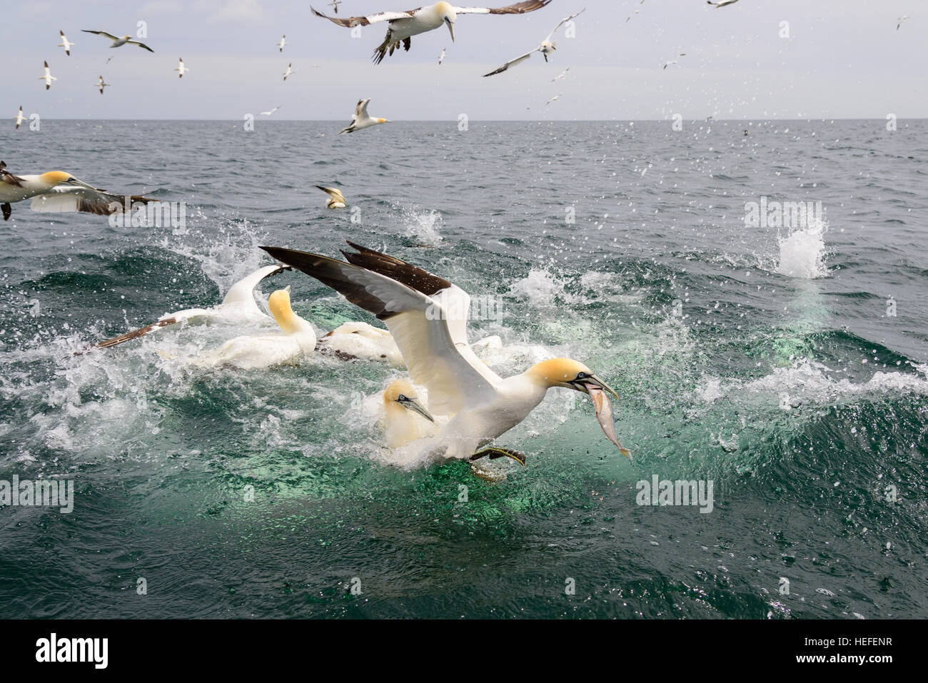 Surfacing after diving hi-res stock photography and images - Alamy