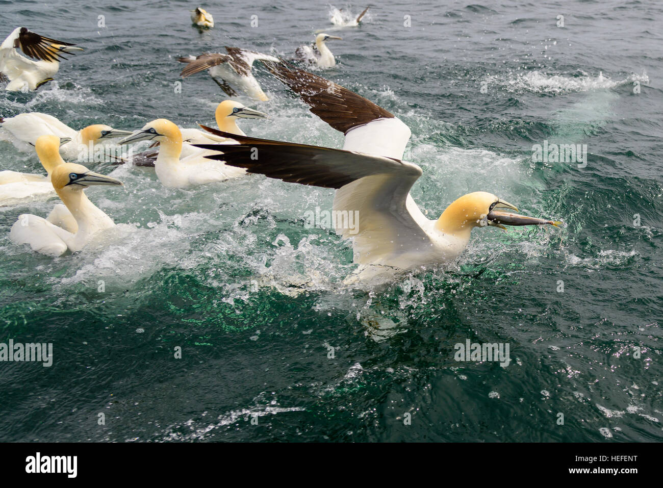 Northern gannet diving fish hi-res stock photography and images - Alamy
