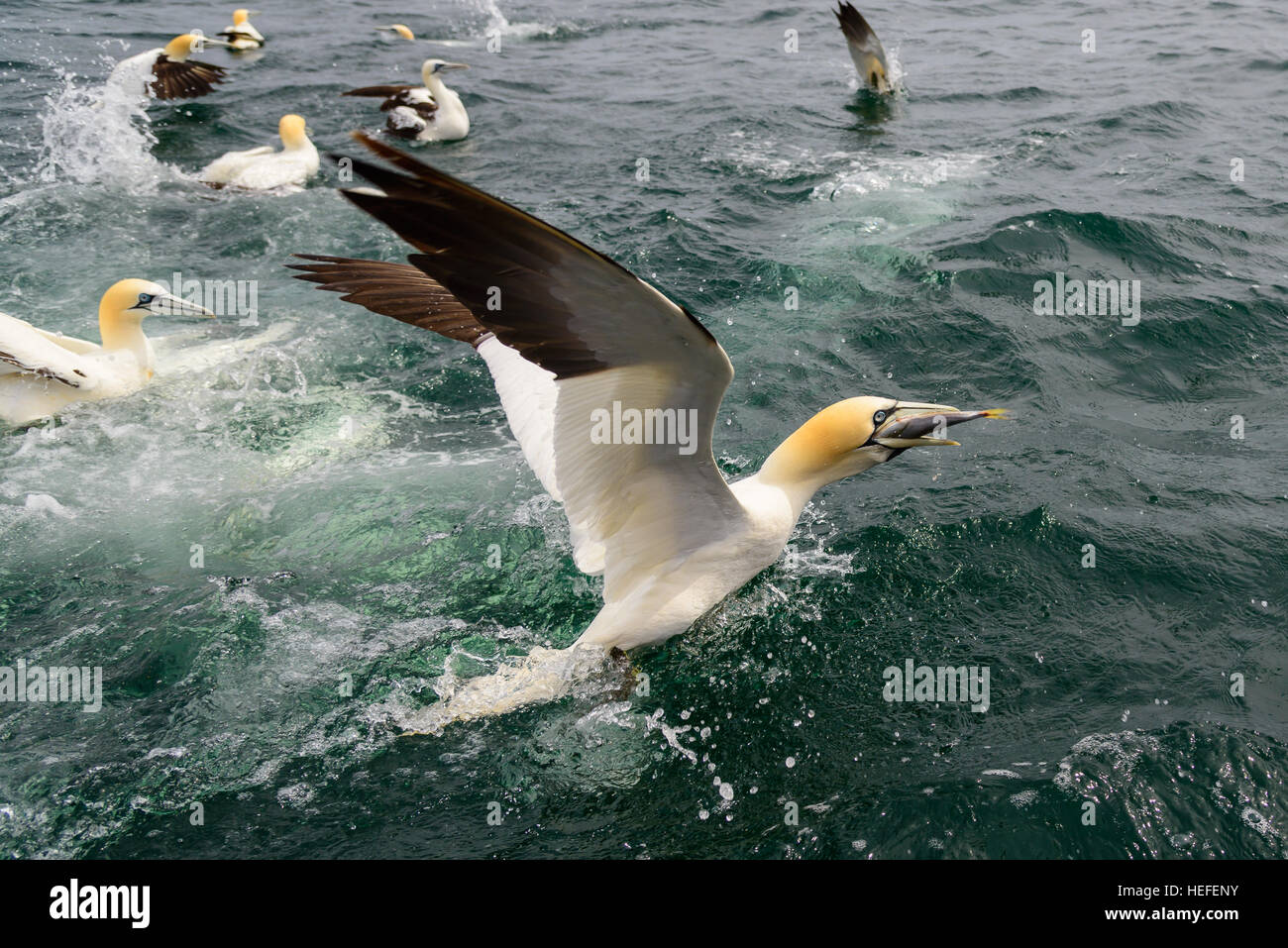 A Northern gannet emerges from the sea with a fish in its beak after ...