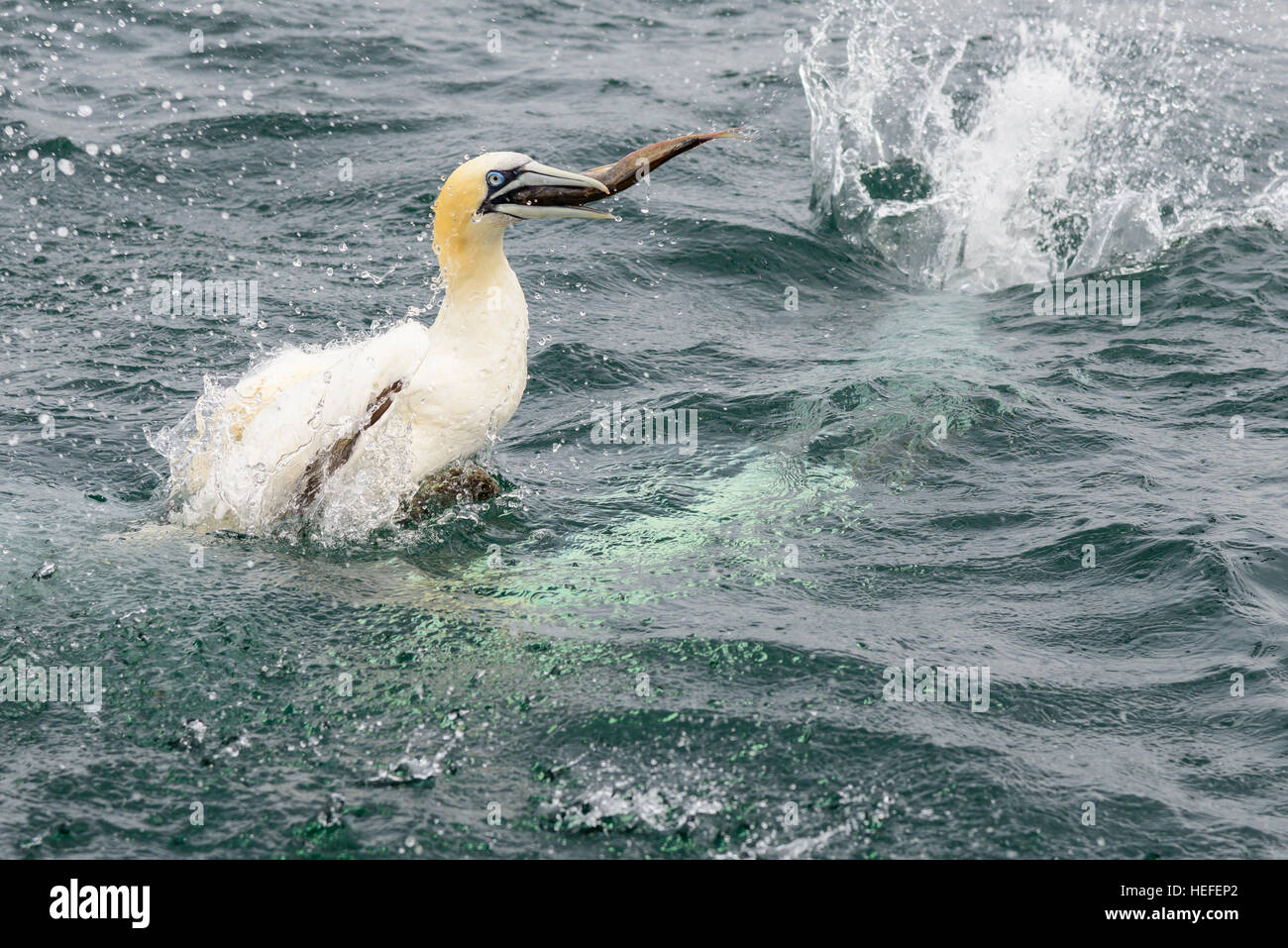 A Northern gannet emerges from the sea with a fish in its beak after ...