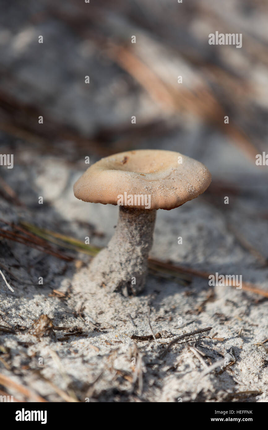 Mushroom growing out of sand Stock Photo - Alamy