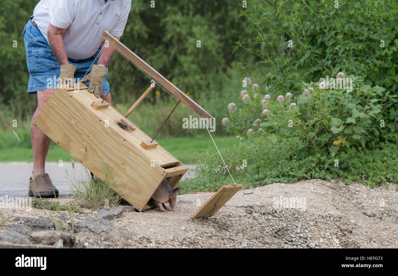 Armadillo trap hi-res stock photography and images - Alamy