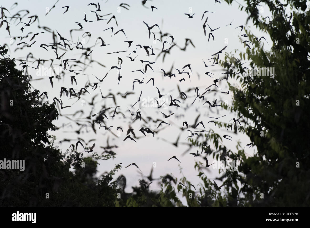 Bats emerging from cave Stock Photo - Alamy