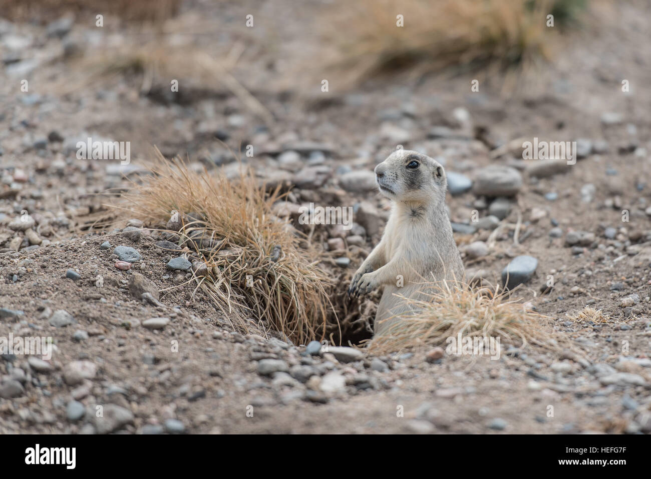 Prairie Dog in hole Stock Photo - Alamy