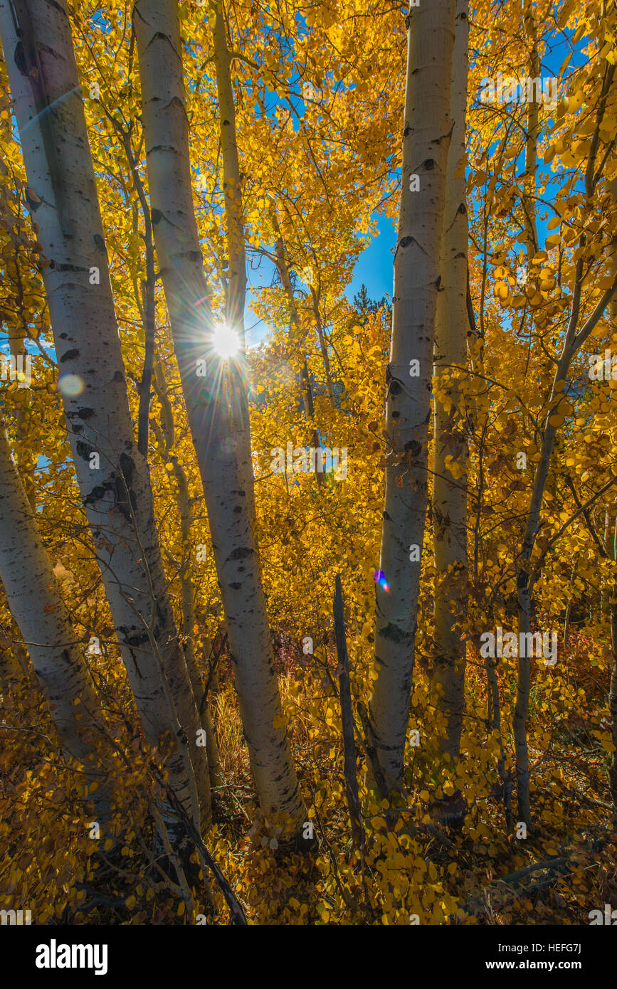 Autumn sun peeping through trees Stock Photo - Alamy