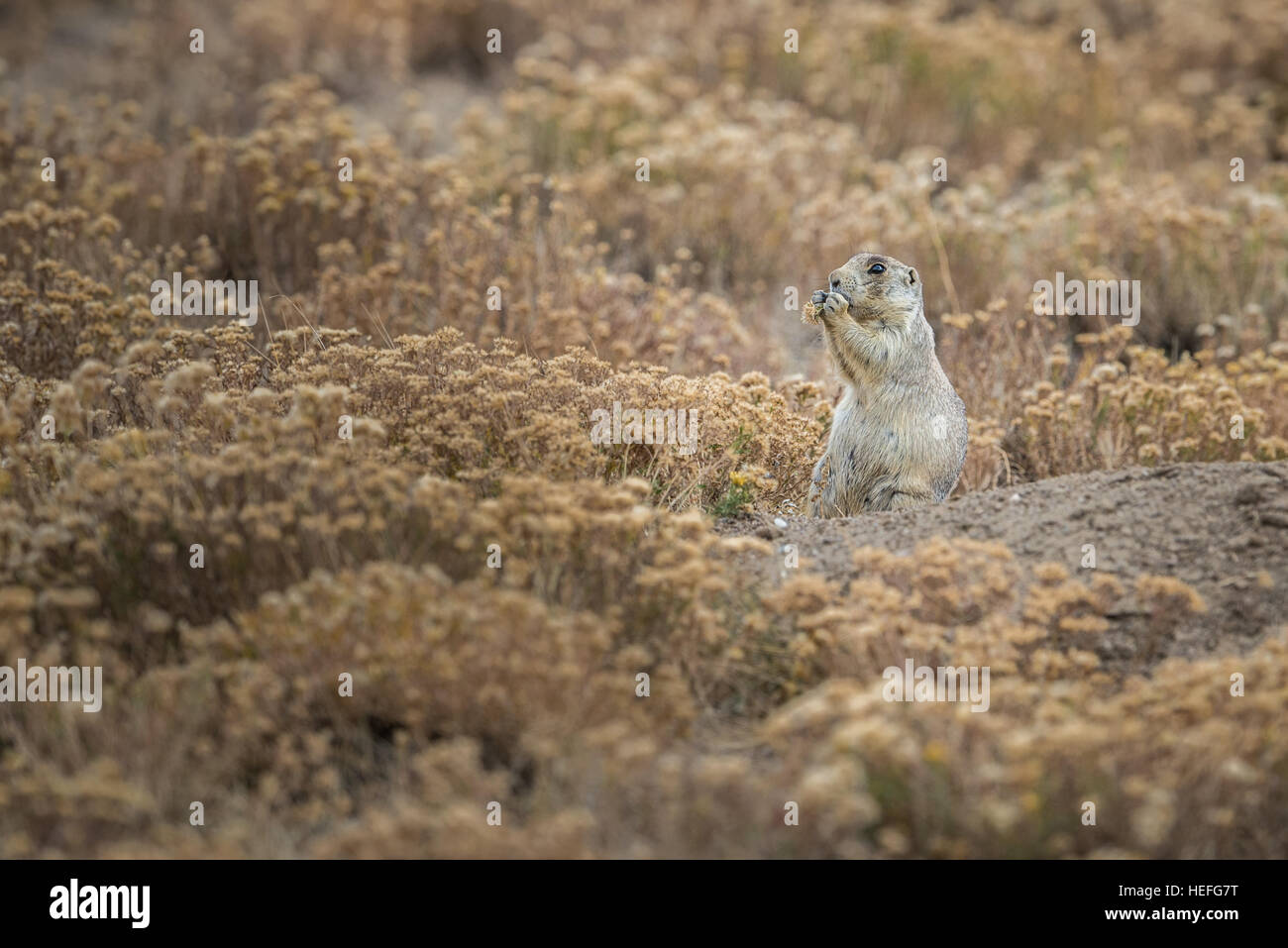 Prairie dog standing hi-res stock photography and images - Alamy