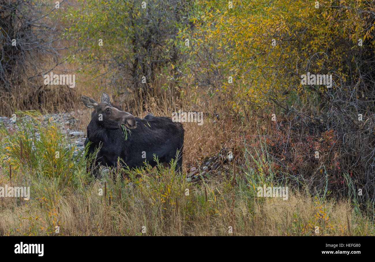 Female cow hi-res stock photography and images - Alamy