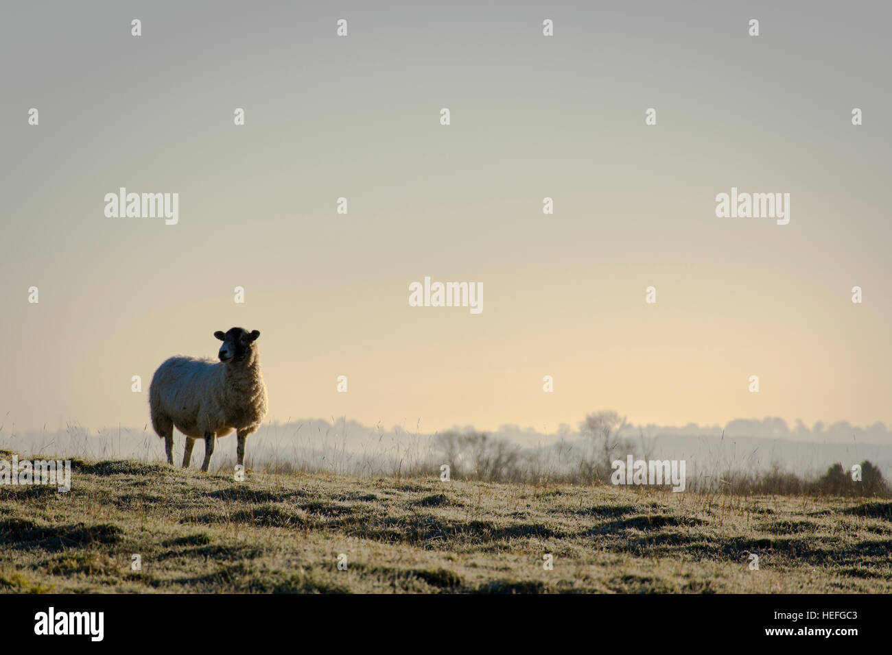Sheep in frozen field hi-res stock photography and images - Alamy